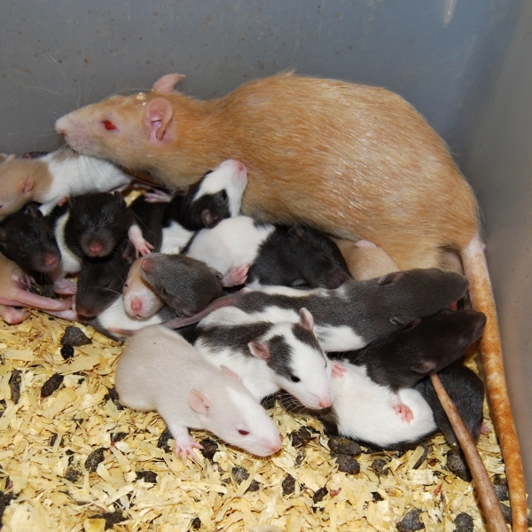 Potkan laboratorní (Rattus norvegicus) - velikost odstav | ACHETA farm
