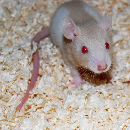 Potkan laboratorní (Rattus norvegicus) - velikost střední | ACHETA farm